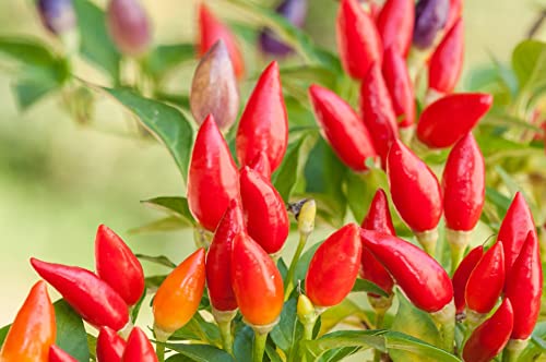Zeoust Loife 200 Pcs Chile Pequin Pepper Seeds for Planting - Mini Tiny Chile Chili Peppers Non-GMO Seeds to Plant Home Garden (Chile Pequin Pepper)