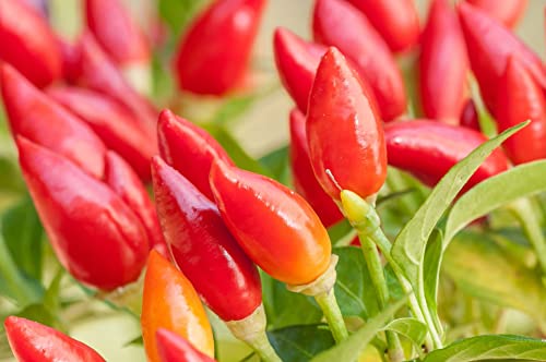 Zeoust Loife 200 Pcs Chile Pequin Pepper Seeds for Planting - Mini Tiny Chile Chili Peppers Non-GMO Seeds to Plant Home Garden (Chile Pequin Pepper)