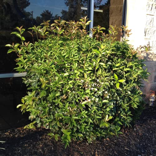 CHUXAY GARDEN 5 Seeds Osmanthus Fragrans,Sweet Osmanthus,Sweet Olive,Tea Olive, Fragrant Olive Orange Small Tree Evergreen Shrub Grows in Garden and pots