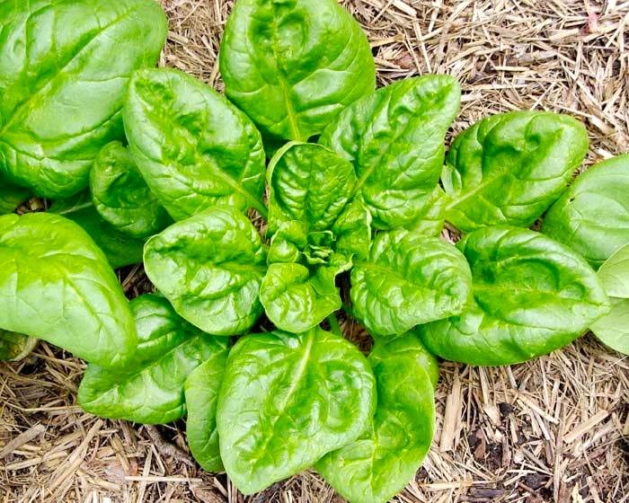Giant Spinach Herb Garden Seeds for Planting About 100 Seeds