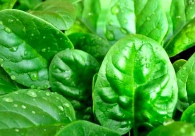 Giant Spinach Herb Garden Seeds for Planting About 100 Seeds