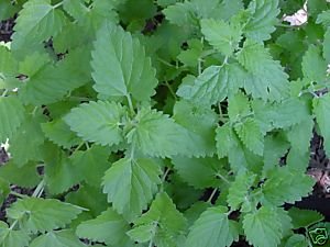 Catnip Great Garden Herb ~ Cats Love It ~ Bulk 40,000 Seeds by Seed Kingdom