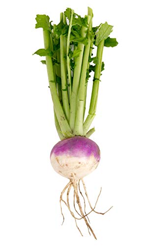 Purple Top Turnip Seeds for Planting, 1000+ Heirloom Seeds Per Packet, (Isla's Garden Seeds), Non GMO Seeds, Botanical Name: Brassica rapa subsp. rapa, Great Home Garden Gift