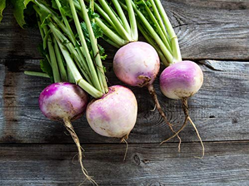 Purple Top Turnip Seeds for Planting, 1000+ Heirloom Seeds Per Packet, (Isla's Garden Seeds), Non GMO Seeds, Botanical Name: Brassica rapa subsp. rapa, Great Home Garden Gift