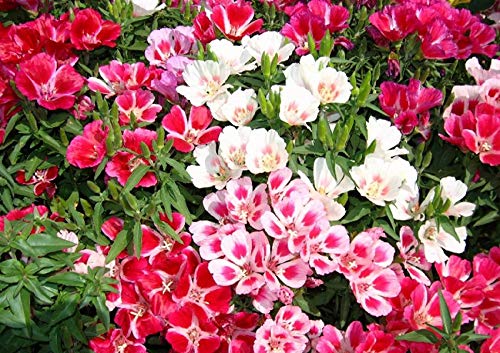 Seeds Satin Flower (Godetia) Mix Large Flower Indoor Garden Beautiful Flowers Annual for Planting Non GMO
