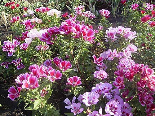 Seeds Satin Flower (Godetia) Mix Large Flower Indoor Garden Beautiful Flowers Annual for Planting Non GMO
