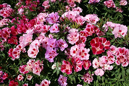 Seeds Satin Flower (Godetia) Mix Large Flower Indoor Garden Beautiful Flowers Annual for Planting Non GMO