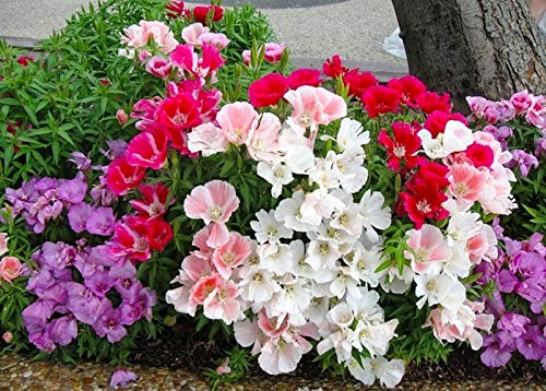 Seeds Satin Flower (Godetia) Mix Large Flower Indoor Garden Beautiful Flowers Annual for Planting Non GMO