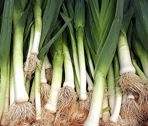 250 Large American Flag Leek Seeds for Planting Short Day Italian Heirloom Onion. Non GMO 0.8 Grams Garden Vegetable Bulk Survival