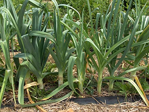 250 Large American Flag Leek Seeds for Planting Short Day Italian Heirloom Onion. Non GMO 0.8 Grams Garden Vegetable Bulk Survival