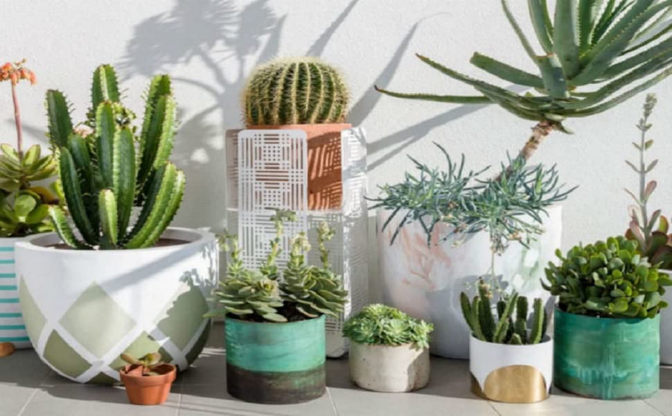 Southside Plants Cactus Cleaning Brushes Pack - Soft Goat Hair Bristles with Wooden Handle Brushes for Indoor Cactus & Succulent Plants Dusting- Gardening Cleaning Tools (7", 3.2") Sizes Pack