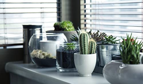 Southside Plants Cactus Cleaning Brushes Pack - Soft Goat Hair Bristles with Wooden Handle Brushes for Indoor Cactus & Succulent Plants Dusting- Gardening Cleaning Tools (7", 3.2") Sizes Pack