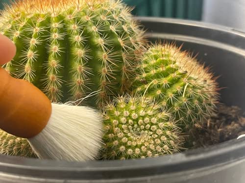 Southside Plants Cactus Cleaning Brushes Pack - Soft Goat Hair Bristles with Wooden Handle Brushes for Indoor Cactus & Succulent Plants Dusting- Gardening Cleaning Tools (7", 3.2") Sizes Pack