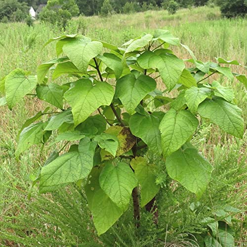 CHUXAY GARDEN 10 Seeds Catalpa Bignonioides,Southern Catalpa,Catawba,Indian Bean Tree Large Deciduous Tree Great for Ornamental Shade or Street Tree