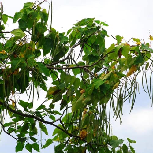 CHUXAY GARDEN 10 Seeds Catalpa Bignonioides,Southern Catalpa,Catawba,Indian Bean Tree Large Deciduous Tree Great for Ornamental Shade or Street Tree