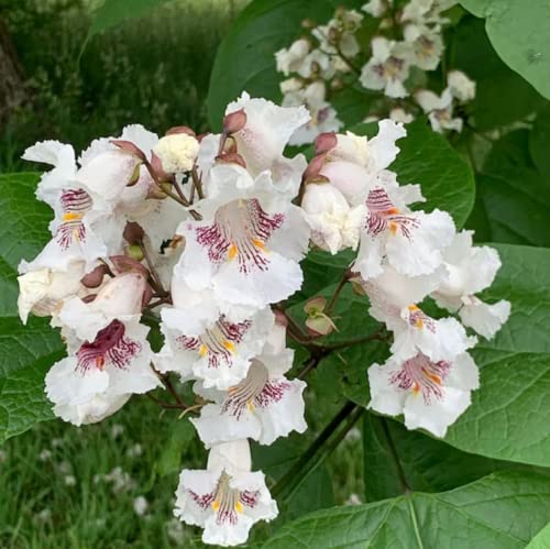 CHUXAY GARDEN 10 Seeds Catalpa Bignonioides,Southern Catalpa,Catawba,Indian Bean Tree Large Deciduous Tree Great for Ornamental Shade or Street Tree