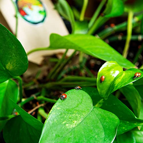 Gardner Time Live Ladybugs - Good Bugs for Garden - Ladybugs - Pre-Fed Hippodamia Convergens - Live Ladybugs - for Aphid Control and Other Insects - Guaranteed Live Delivery (1500)