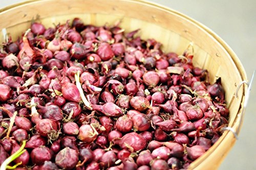 Red, Onion Sets (40 bulbs) Garden Vegetable(Red)
