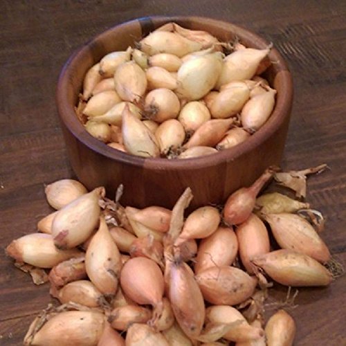 Red, Onion Sets (40 bulbs) Garden Vegetable(Red)