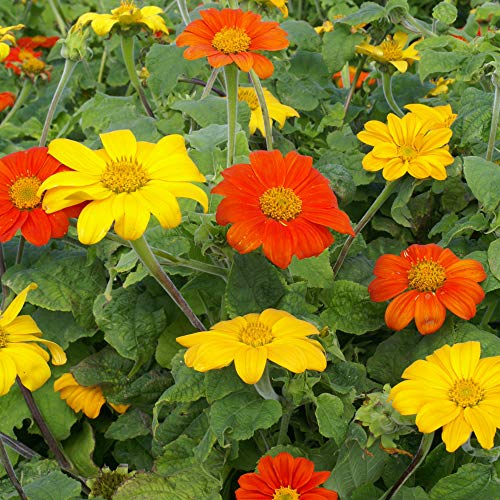 Outsidepride Orange Tithonia Mexican Sunflower Garden Cut Flowers & Climbing, Vining Plant Mix - 500 Seeds