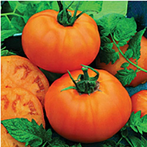 Chef's Choice Orange Tomato Seeds (20+ Seeds) | Non GMO | Vegetable Fruit Herb Flower Seeds for Planting | Home Garden Greenhouse Pack