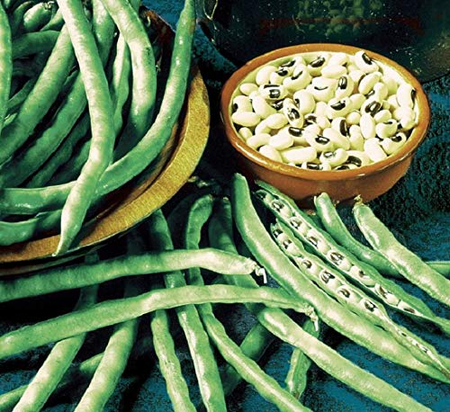 David's Garden Seeds Southern Pea (Cowpea) California Blackeye (Green) 100 Non-GMO, Heirloom Seeds