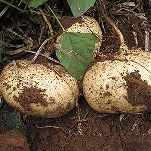 MITRAEE 100 Pcs Seeds Jicama Seeds Heirloom Mexican Yam Bean | Non-GMO | Mexican Turnip Seeds Fresh Garden Seeds, Seeds, Gardeners Choice