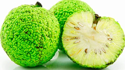 Osage Orange Tree, 30+ Premium Heirloom Seeds, Exotic & Rare, 60-80% Germination Rates, (Isla's Garden Seeds), Non GMO Seeds