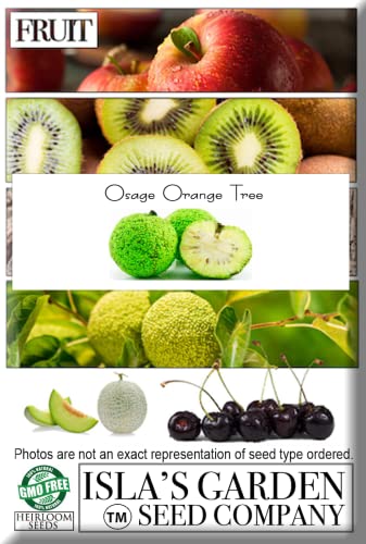 Osage Orange Tree, 30+ Premium Heirloom Seeds, Exotic & Rare, 60-80% Germination Rates, (Isla's Garden Seeds), Non GMO Seeds