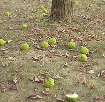 Osage Orange Tree, 30+ Premium Heirloom Seeds, Exotic & Rare, 60-80% Germination Rates, (Isla's Garden Seeds), Non GMO Seeds