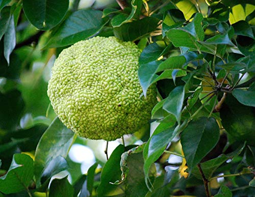 Osage Orange Tree, 30+ Premium Heirloom Seeds, Exotic & Rare, 60-80% Germination Rates, (Isla's Garden Seeds), Non GMO Seeds