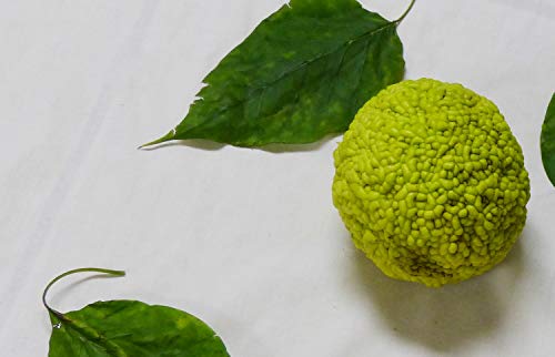 Osage Orange Tree, 30+ Premium Heirloom Seeds, Exotic & Rare, 60-80% Germination Rates, (Isla's Garden Seeds), Non GMO Seeds