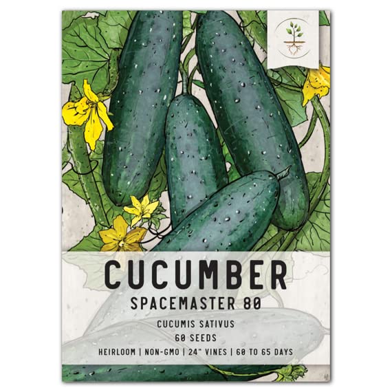 Seed Needs, Spacemaster 80 Cucumber Seeds For Planting (Cucumis sativus) Single Package of 60 Seeds Non-GMO Untreated