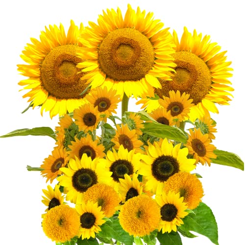 Dwarf and Mammoth Sunflower Seeds for Planting to Plant and Grow Dwarf and Giant Mammoth Sunflower Garden (Helianthus annuus).
