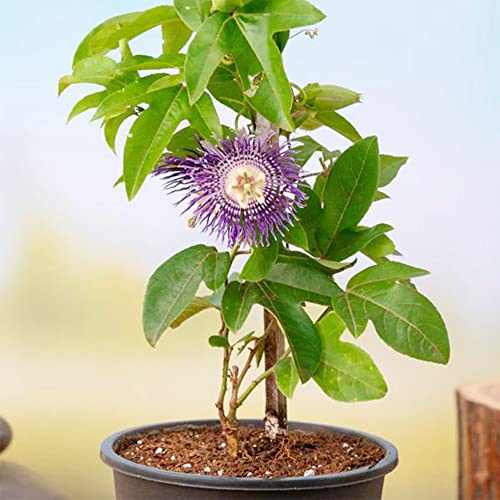 QAUZUY GARDEN Purple Passiflora Incarnata 10 Seeds Maracuja Passion Flower Maypop Non-GMO Fruit Seeds Fragrant Hardy Fast- Growing Low Maintenance