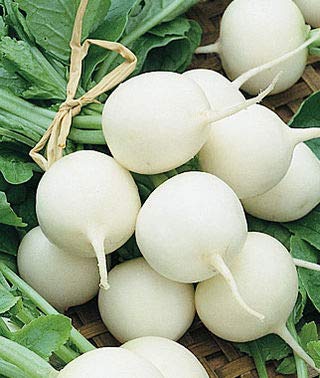 Hailstone Radish Seeds, 250+ Heirloom Seeds, (Isla's Garden Seeds), Non GMO Seeds, Botanical Name: Beta vulgaris