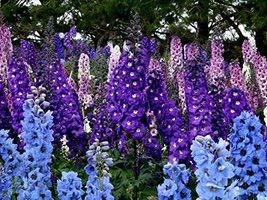 Larkspur Rocket Mix Colors Blend Flower Seeds, 250+ Flower Seeds Per Packet, (Isla's Garden Seeds), Non GMO & Heirloom Seeds, Botanical Name: Delphinium ajacis, Great Home Garden Gift