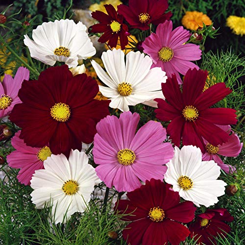 Outsidepride Cosmos Garden Wild Flower Seed Mix - 1/4 LB