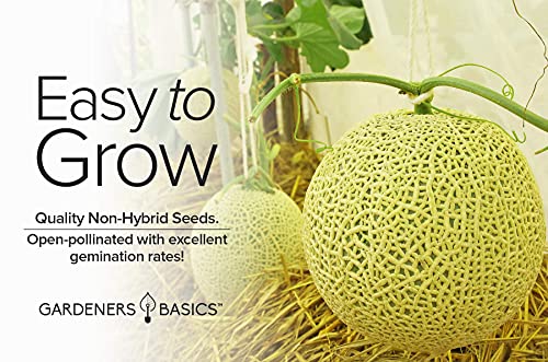 Cantaloupe Seeds for Planting - Hales Best Jumbo Heirloom, Non-GMO Vegetable Variety- 1 Gram Approx 45 Seeds Great for Summer Melon Gardens by Gardeners Basics