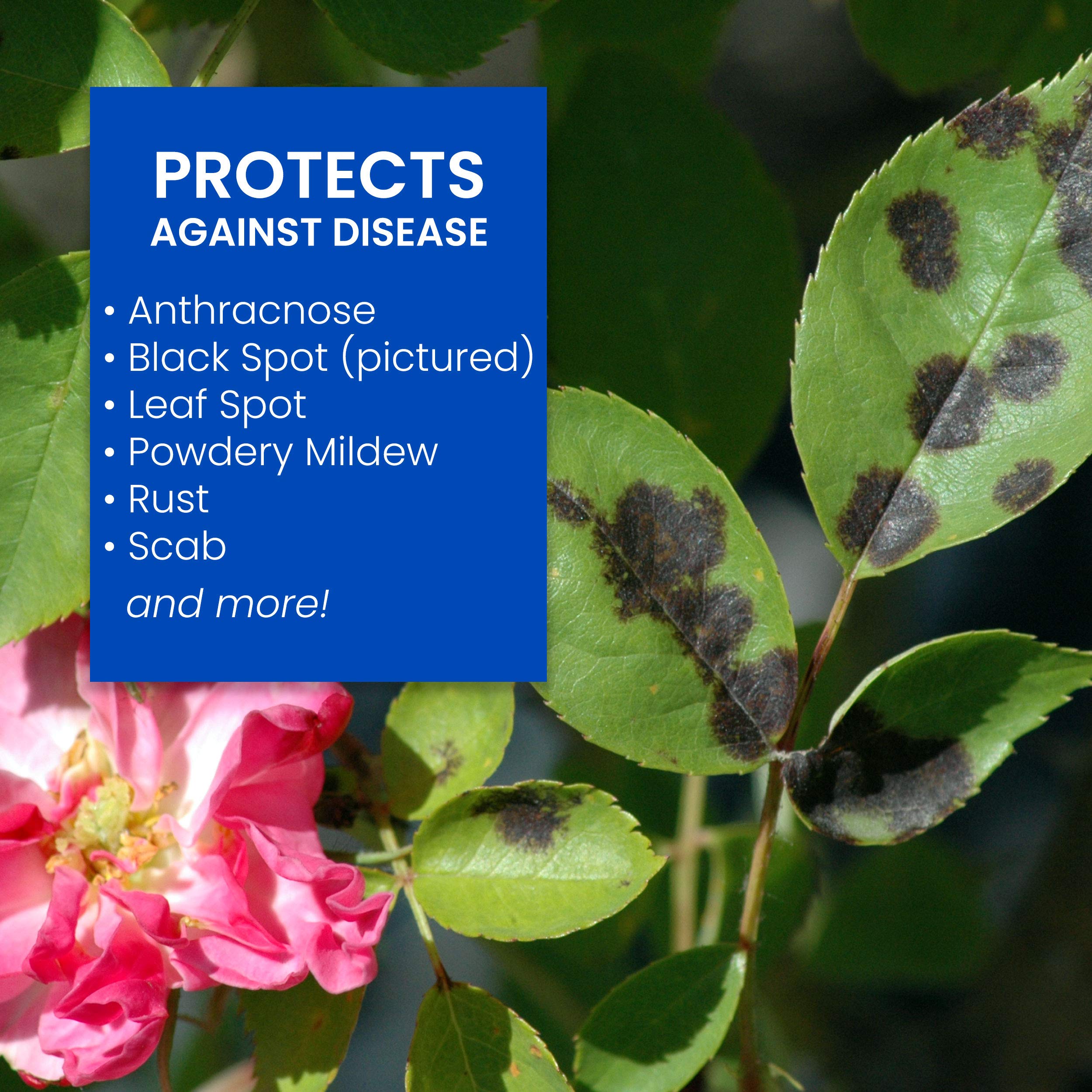 BioAdvanced 3-In-1 Insect, Disease and Mite Control, Ready-to-Use, 24 oz