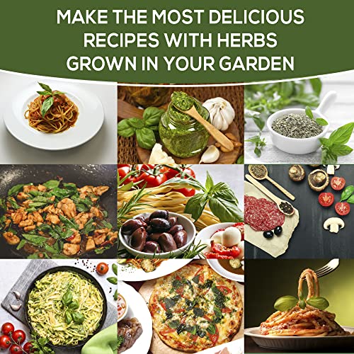 Medicinal and Tea Herb Seeds Variety Pack for Planting Indoors, Outdoors and Hydroponically - USA Grown, Heirloom, Non GMO Herbal Garden Seeds, Including Basil and Cilantro