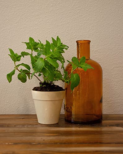 Awake Farms Indoor Herb Garden Seed Starter Kit β Indoor Grow Kit with Bamboo Pots, Soil Discs, Moisture Meter, Plant Markers, Seeds - Herb Seeds Variety Pack Indoor β Ideal for Balcony, Windowsill