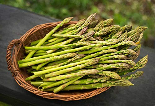 Seeds Asparagus White Giant Vegetable Garden Heirloom for Planting Non GMO