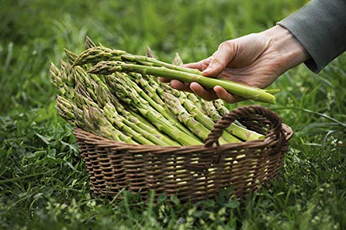 Seeds Asparagus White Giant Vegetable Garden Heirloom for Planting Non GMO