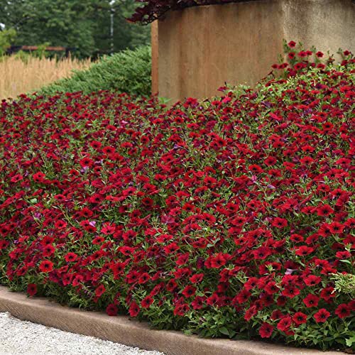 Outsidepride Spreading Tidal Wave Red Velour Petunia Garden Flowers for Hanging Baskets, Pots, Containers, Beds - 30 Seeds