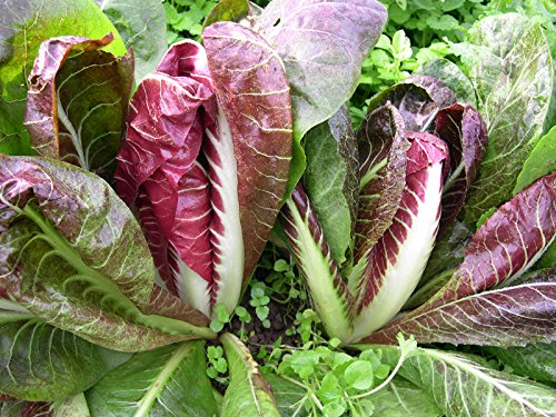 800 Red Treviso Endive Seeds for Planting Heirloom Non-GMO 2.5+ Grams Garden Vegetable Bulk Survival Chicory Radicchio