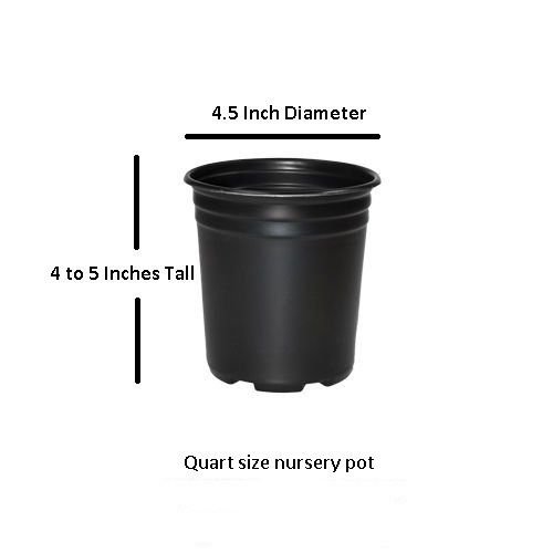 New Life Nursery & Garden / - Red Flowering Fragrant Tea Olive (osmanthus), Quart Pot,