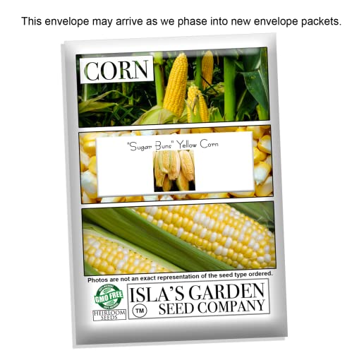 Sugar Buns Sweet Yellow Corn Seeds for Planting, 50+ Heirloom Seeds Per Packet, (Isla's Garden Seeds), Non GMO, 90% Germination Rates, Botanical Name: Zea mays, Great Home Garden Gift