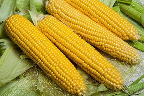 Sugar Buns Sweet Yellow Corn Seeds for Planting, 50+ Heirloom Seeds Per Packet, (Isla's Garden Seeds), Non GMO, 90% Germination Rates, Botanical Name: Zea mays, Great Home Garden Gift