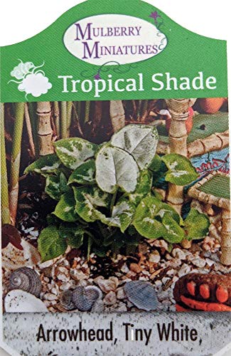 Tiny White Arrowhead Plant - Syngonium - Nepthytis - 2.5" Pot - Fairy Garden